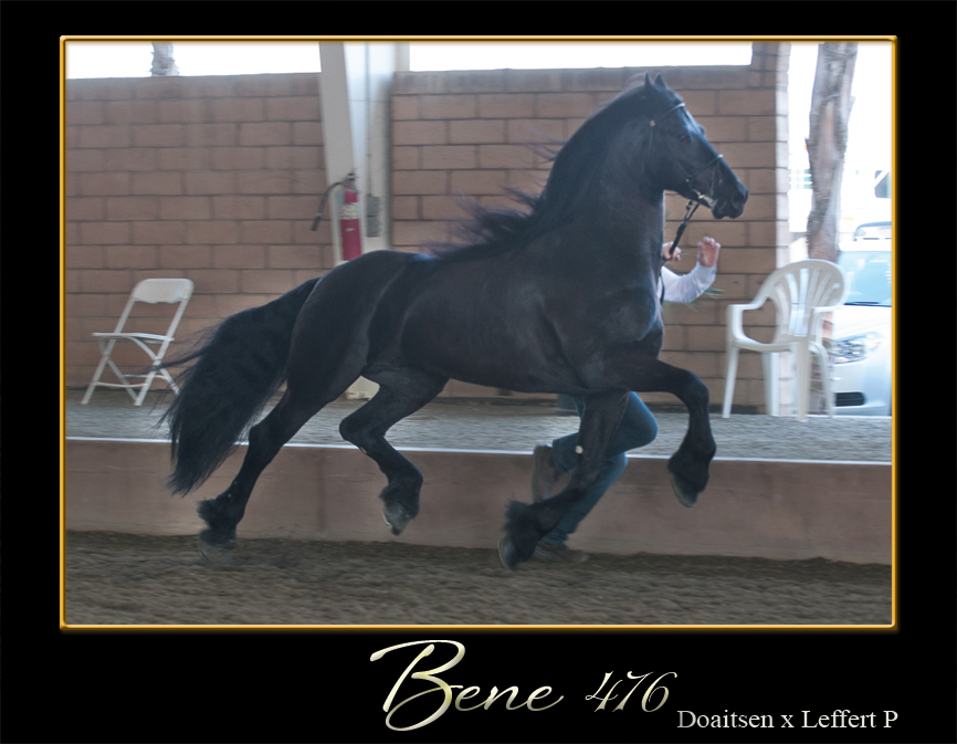 KFPS Approved Stallion-Signature Friesians Stallion Station